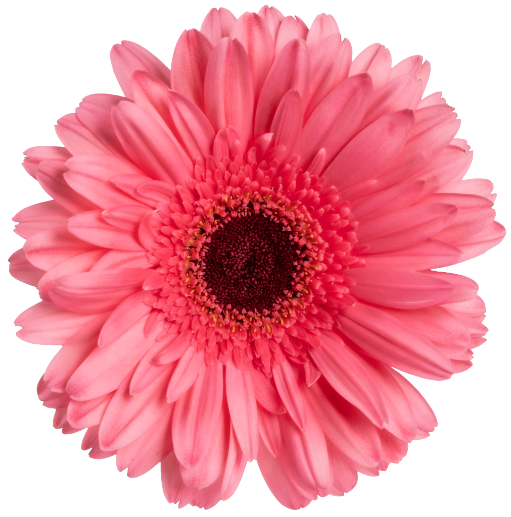 Rota Teams – Strathaven Trinity Parish Church